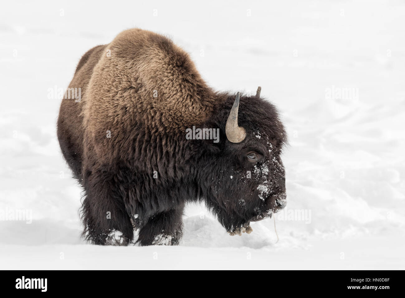Amercan bison hi-res stock photography and images - Alamy