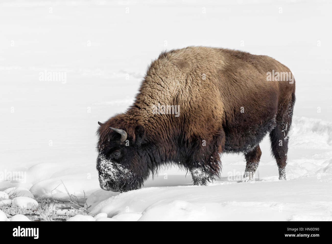 Amercan bison hi-res stock photography and images - Alamy