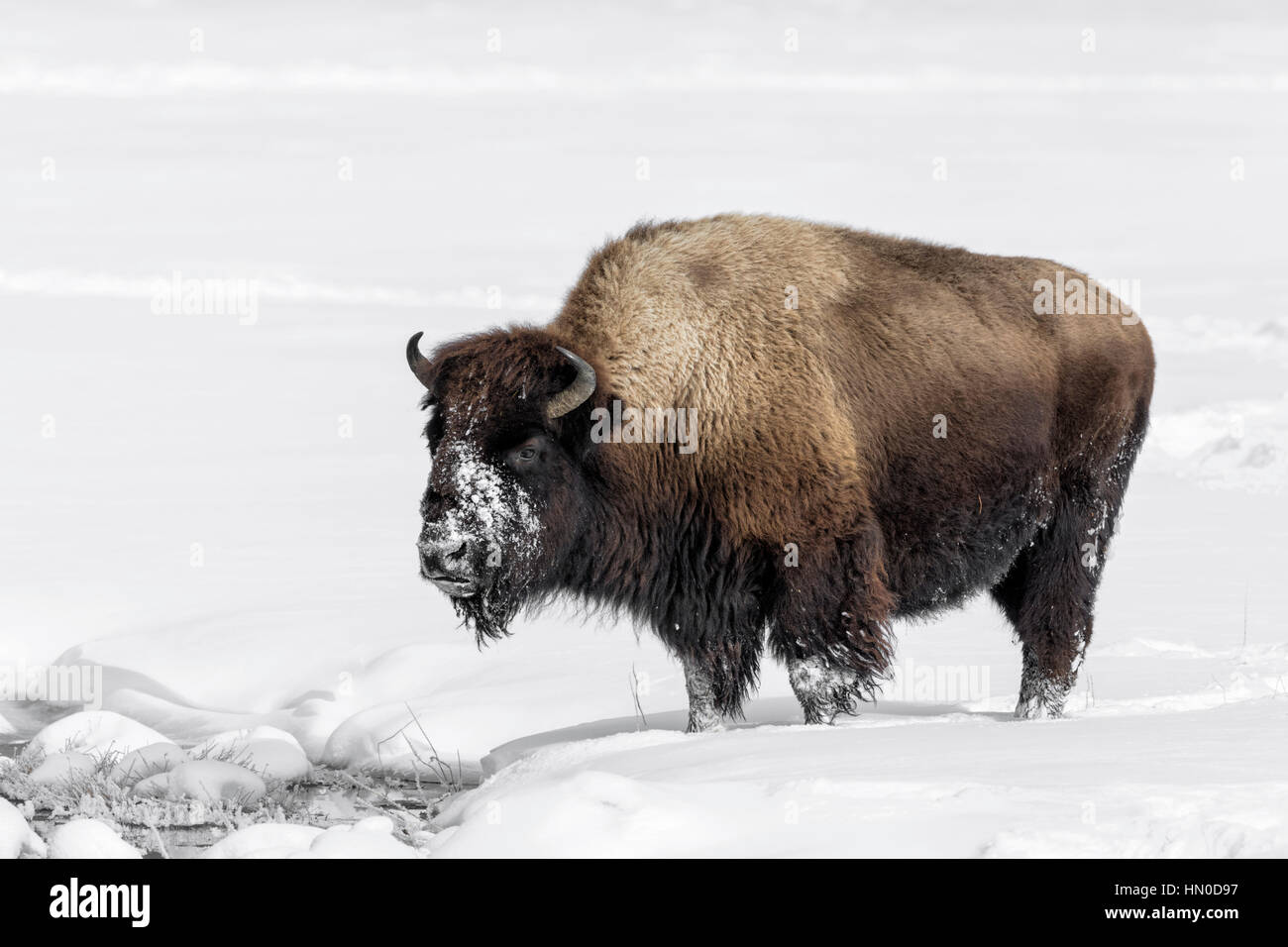 Species of bison hi-res stock photography and images - Alamy