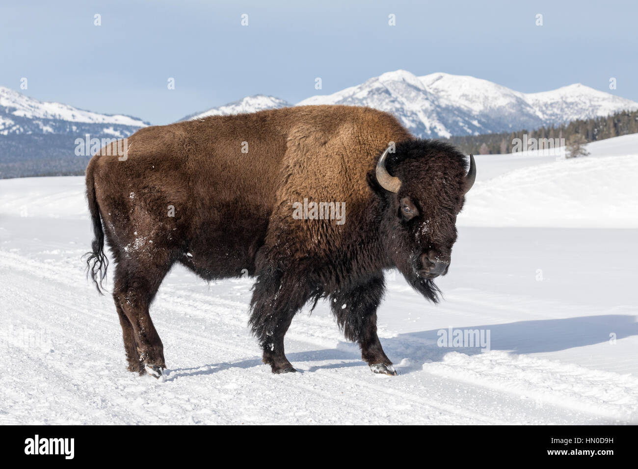 Amercan bison hi-res stock photography and images - Alamy