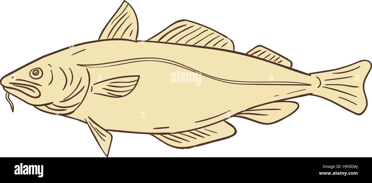 Atlantic cod drawing hi-res stock photography and images - Alamy