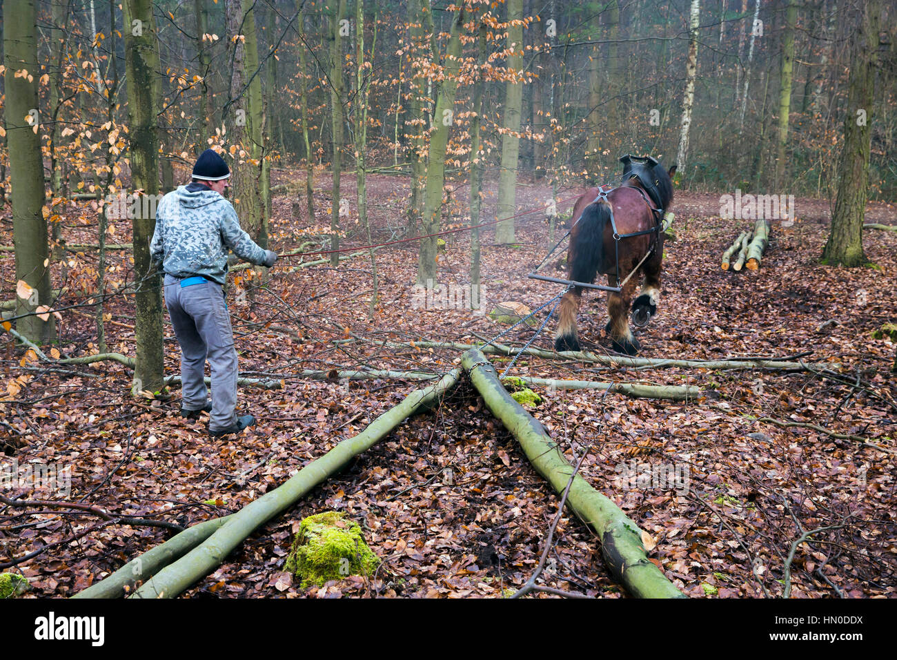 Coldblood heavy working horses pulling logs in al forest in Germany ...