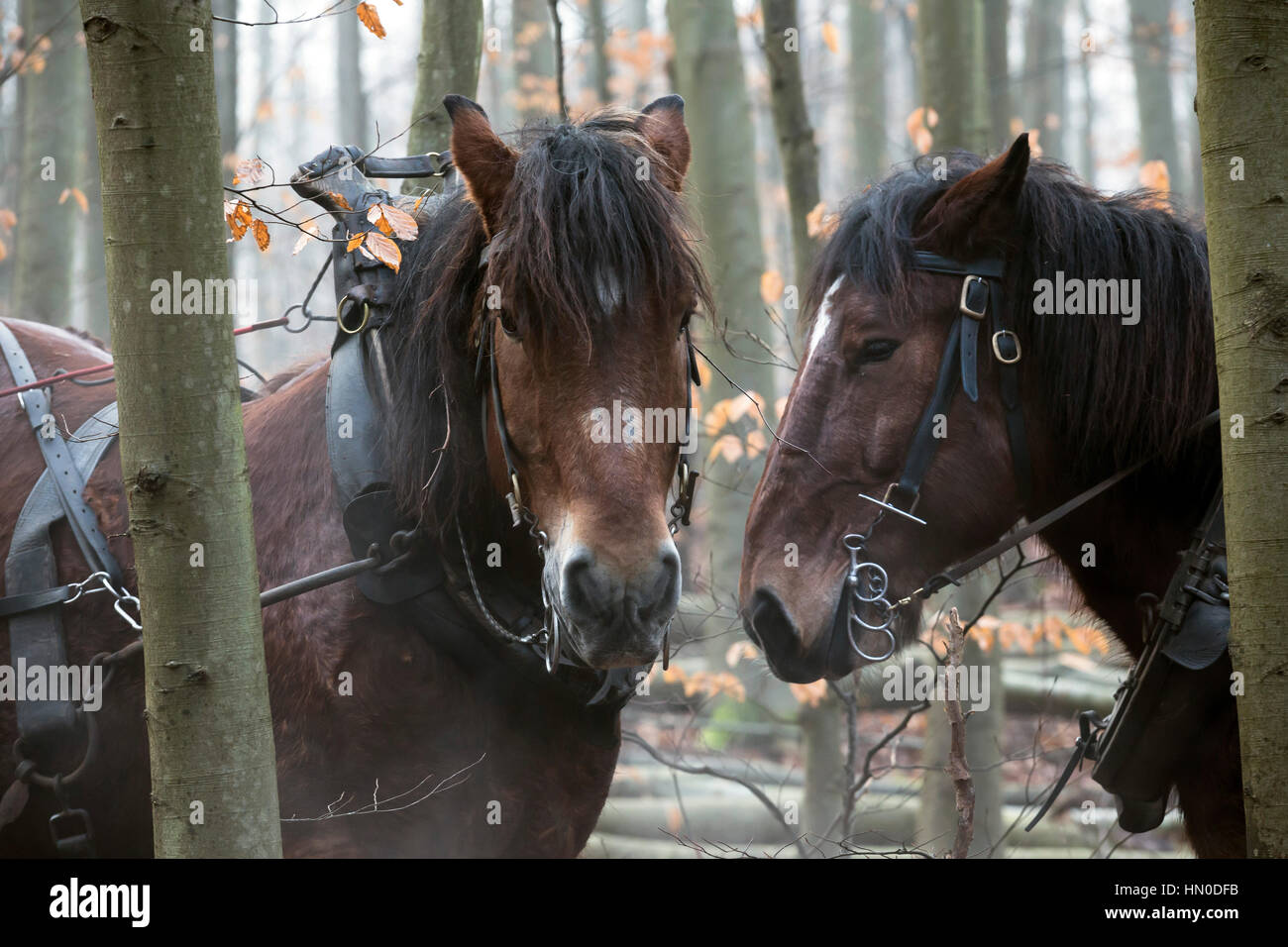 Coldblood working horses pulling logs in a forest in Germany Stock ...