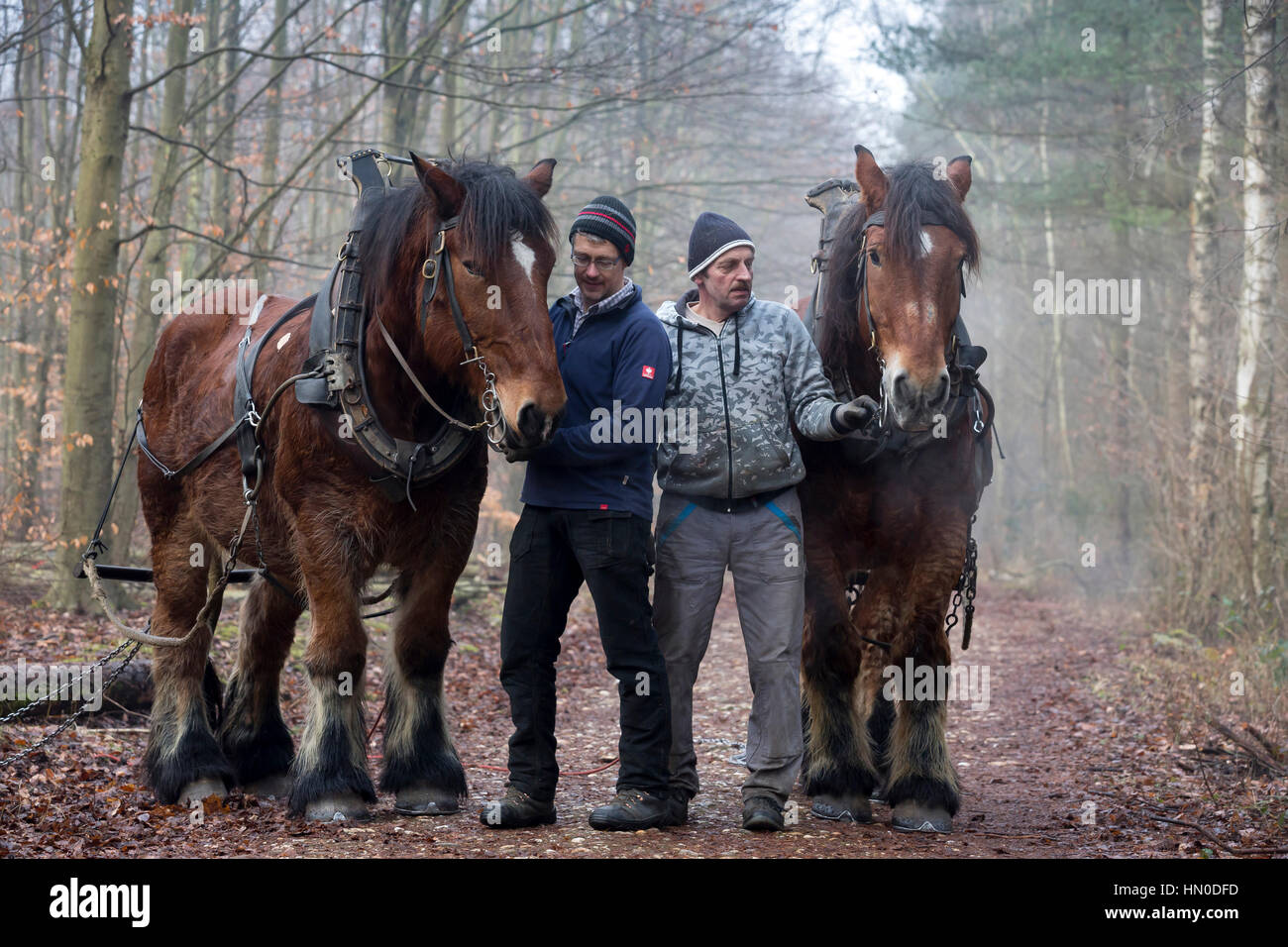 Horse pull log hi-res stock photography and images - Alamy