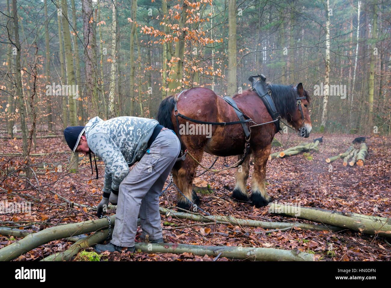 Coldblood heavy working horses pulling logs in al forest in Germany ...