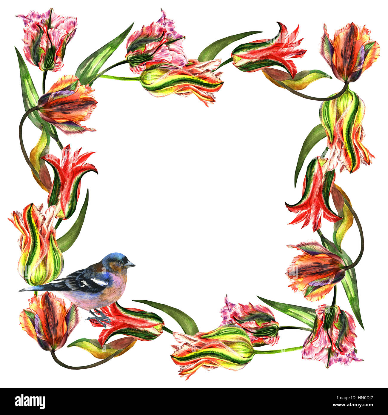 Wildflower tulip flower frame in a watercolor style isolated Stock ...