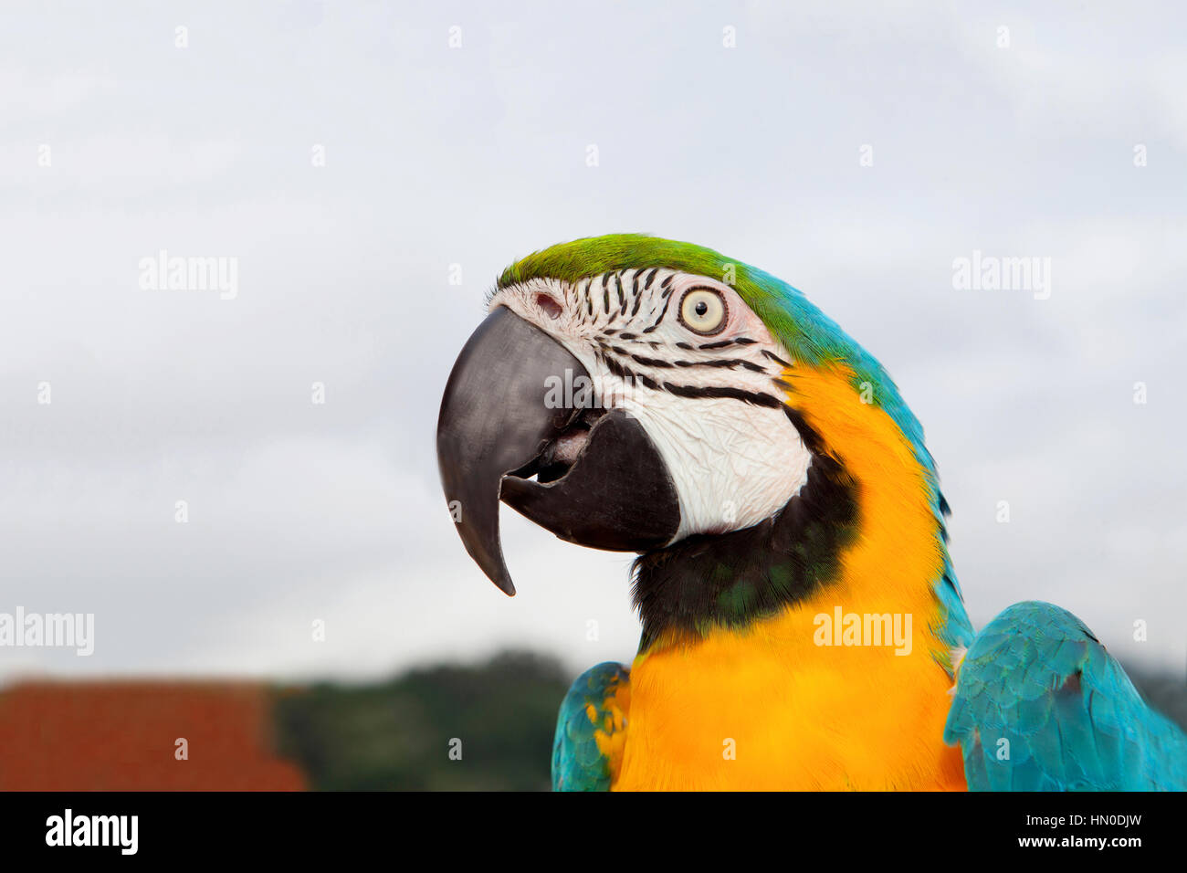 Nice portrait of a parrot with blue and yellow feathers Stock Photo - Alamy