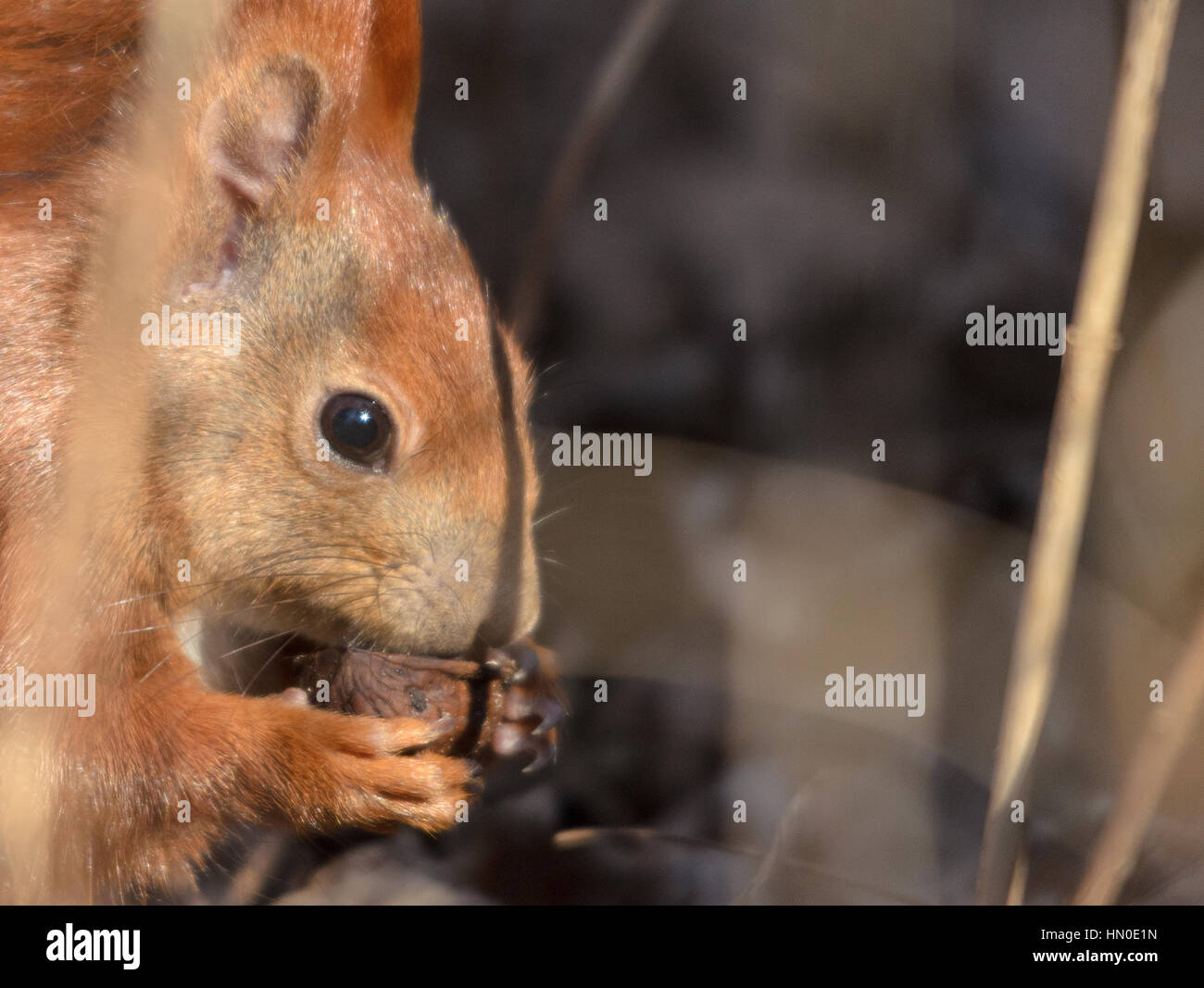 Zoo squirrel animal hi-res stock photography and images - Alamy