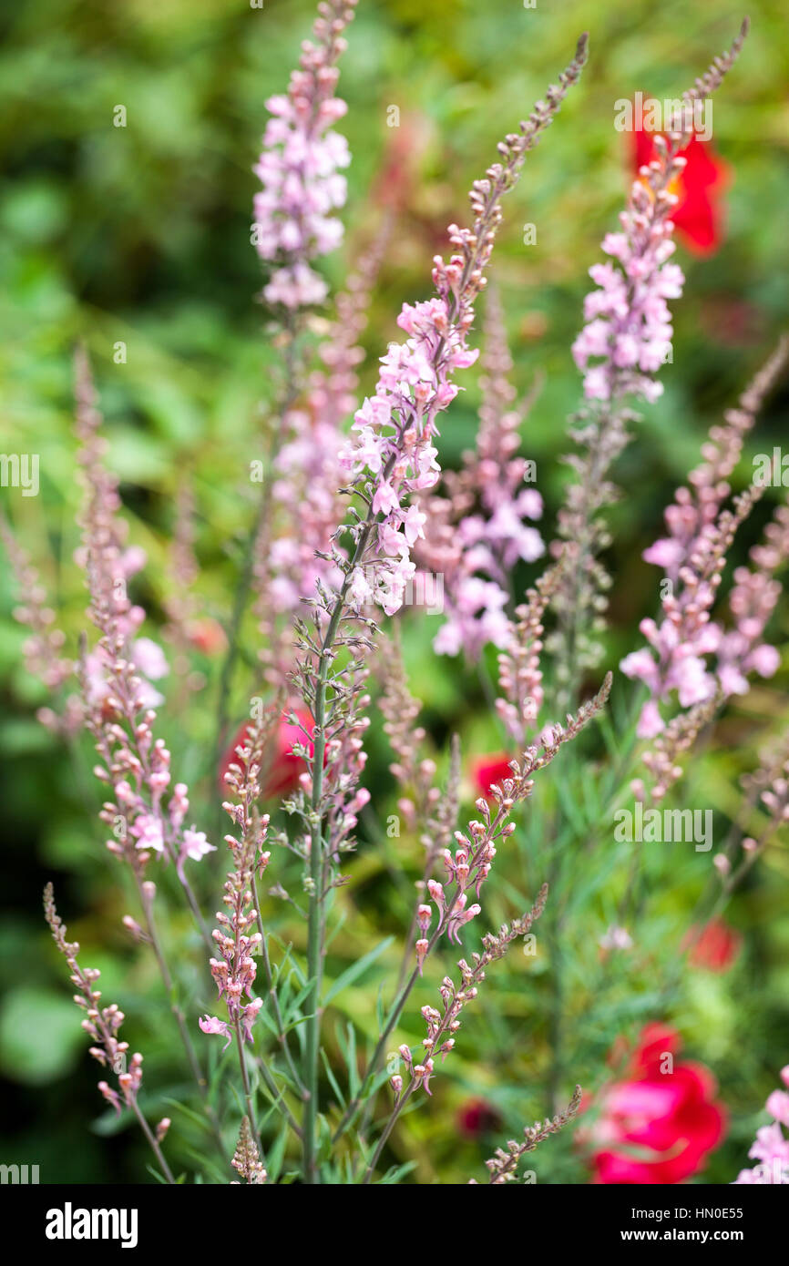 Pink Linaria High Resolution Stock Photography and Images - Alamy