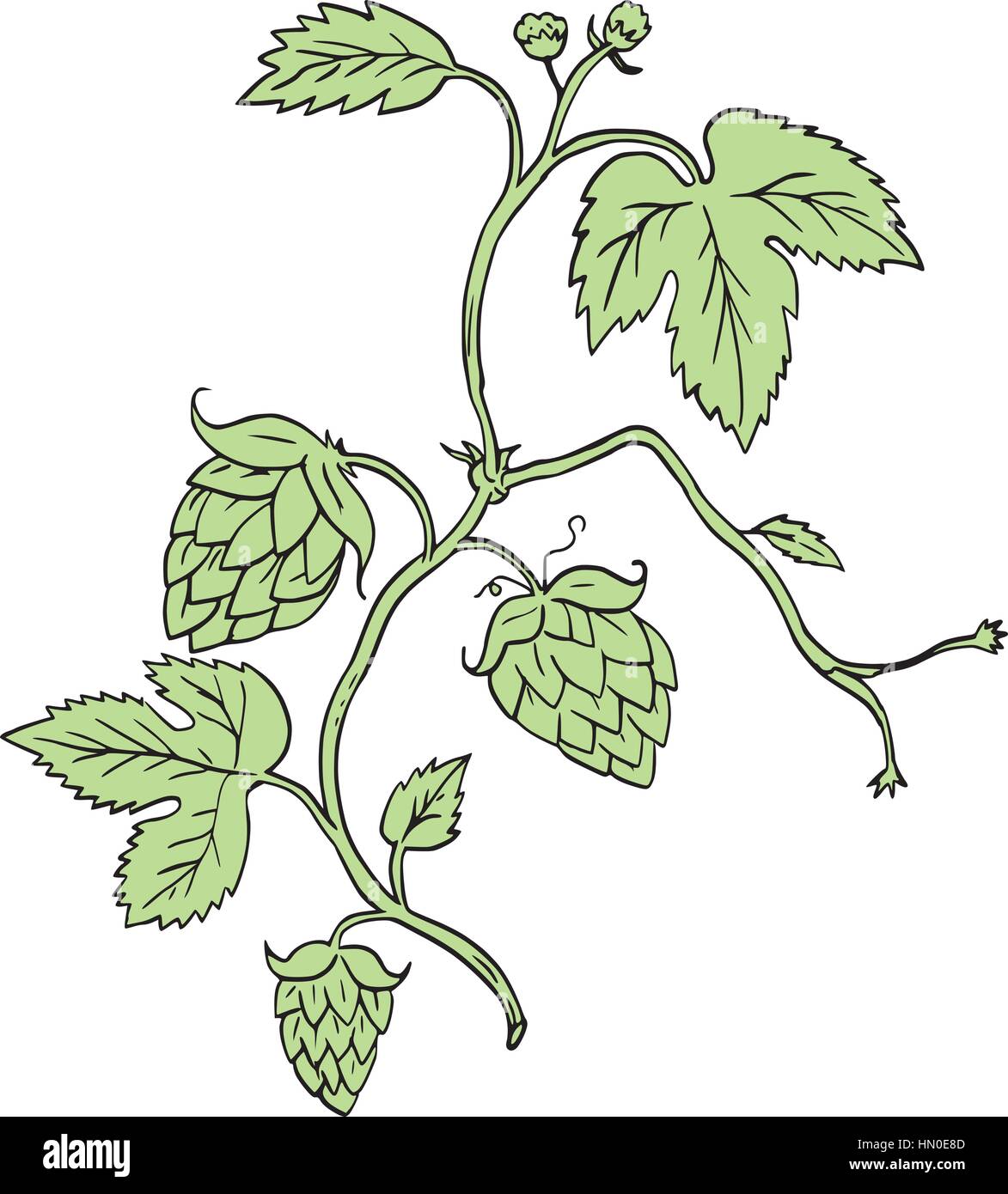 Drawing sketch style illustration of a Hop plant Humulus lupulus with ...