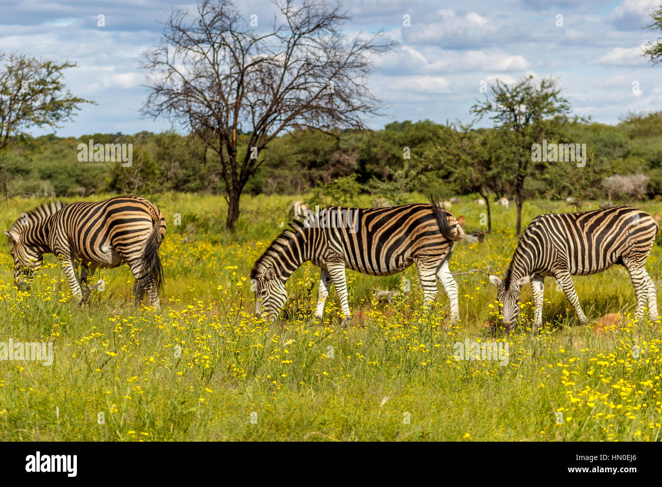 Zebra flowers hi-res stock photography and images - Alamy
