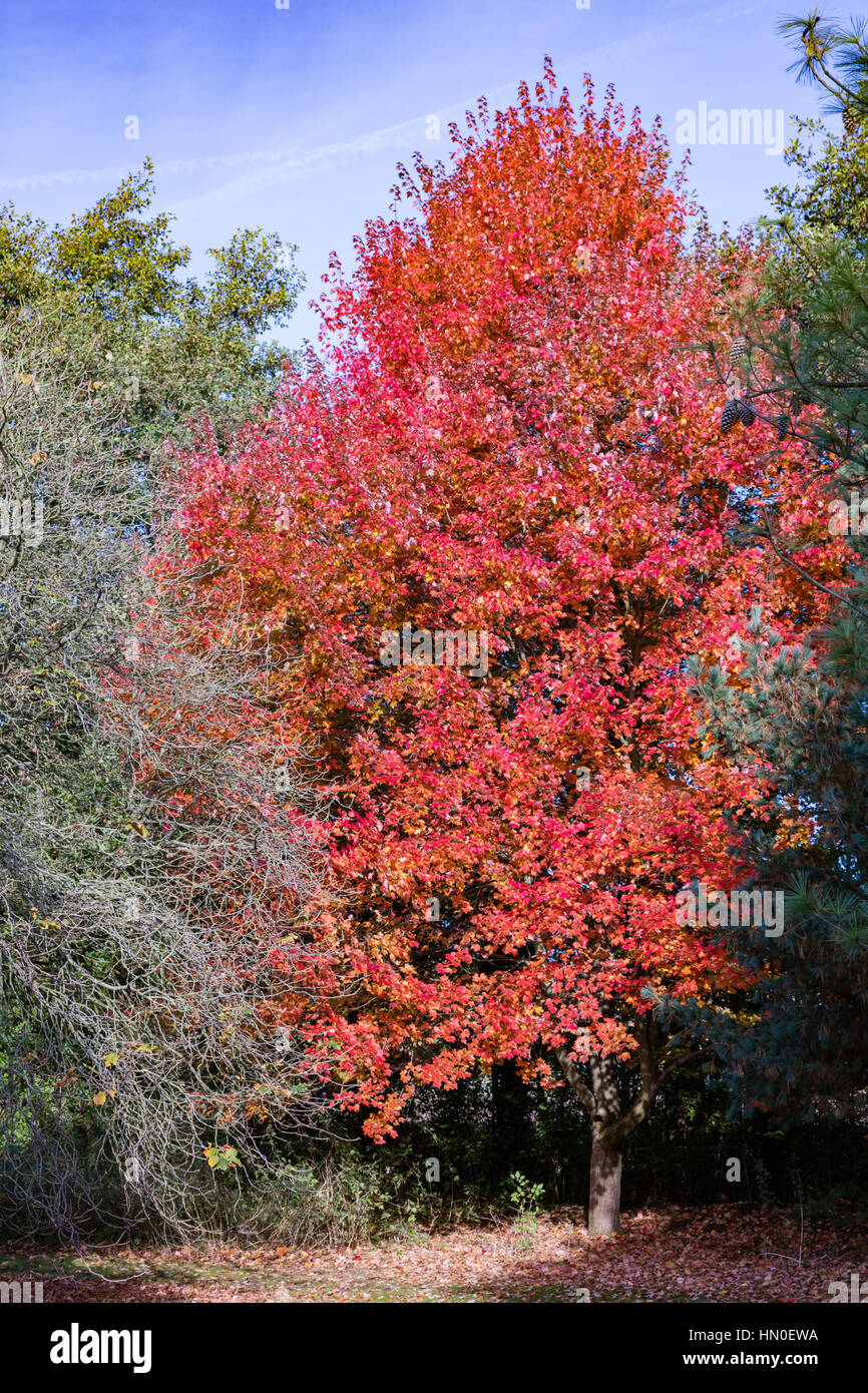 Red maple tree winter hi-res stock photography and images - Alamy