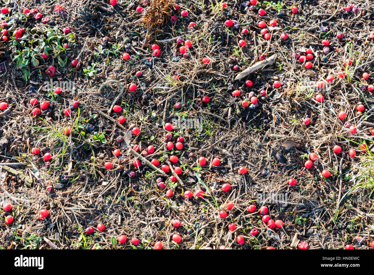 Scattered berries hi-res stock photography and images - Alamy