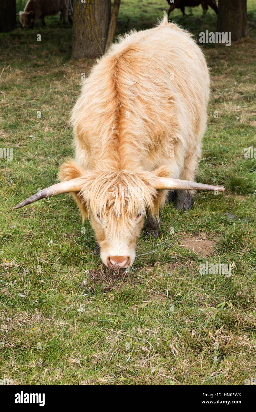 Teston kent hi-res stock photography and images - Alamy
