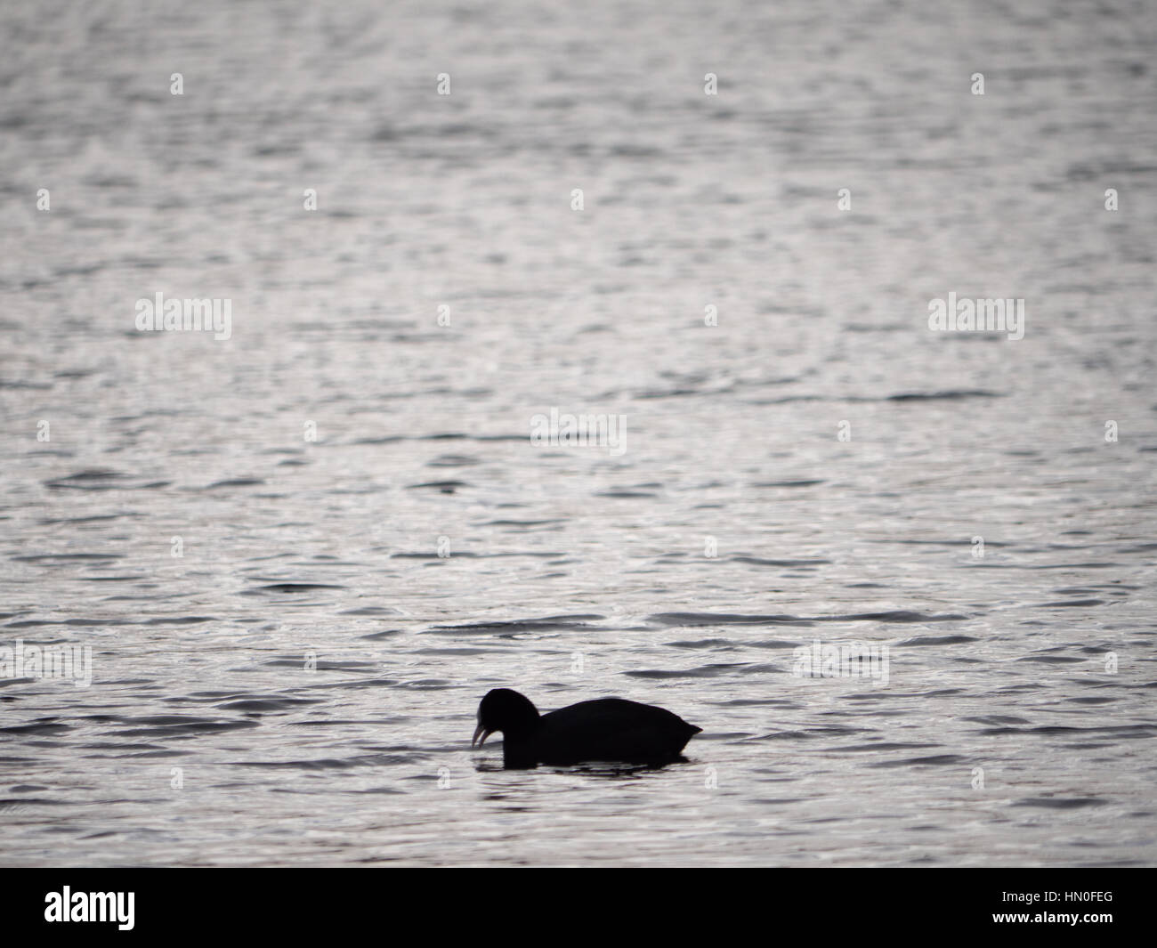 A single black Coot bird in silhouette swimming on a reservoir in ...