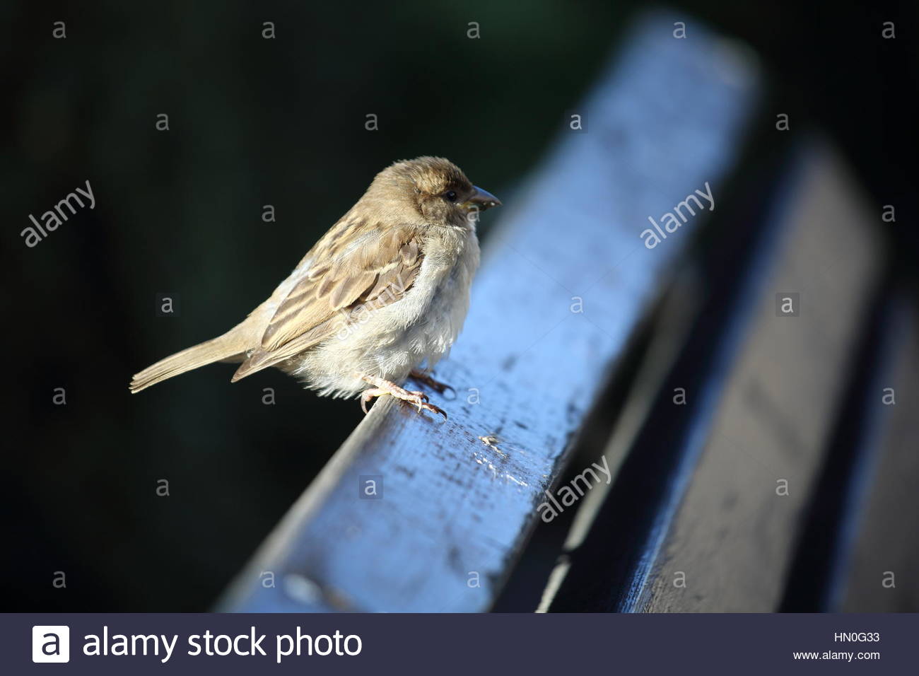Bird on bench in hi-res stock photography and images - Alamy