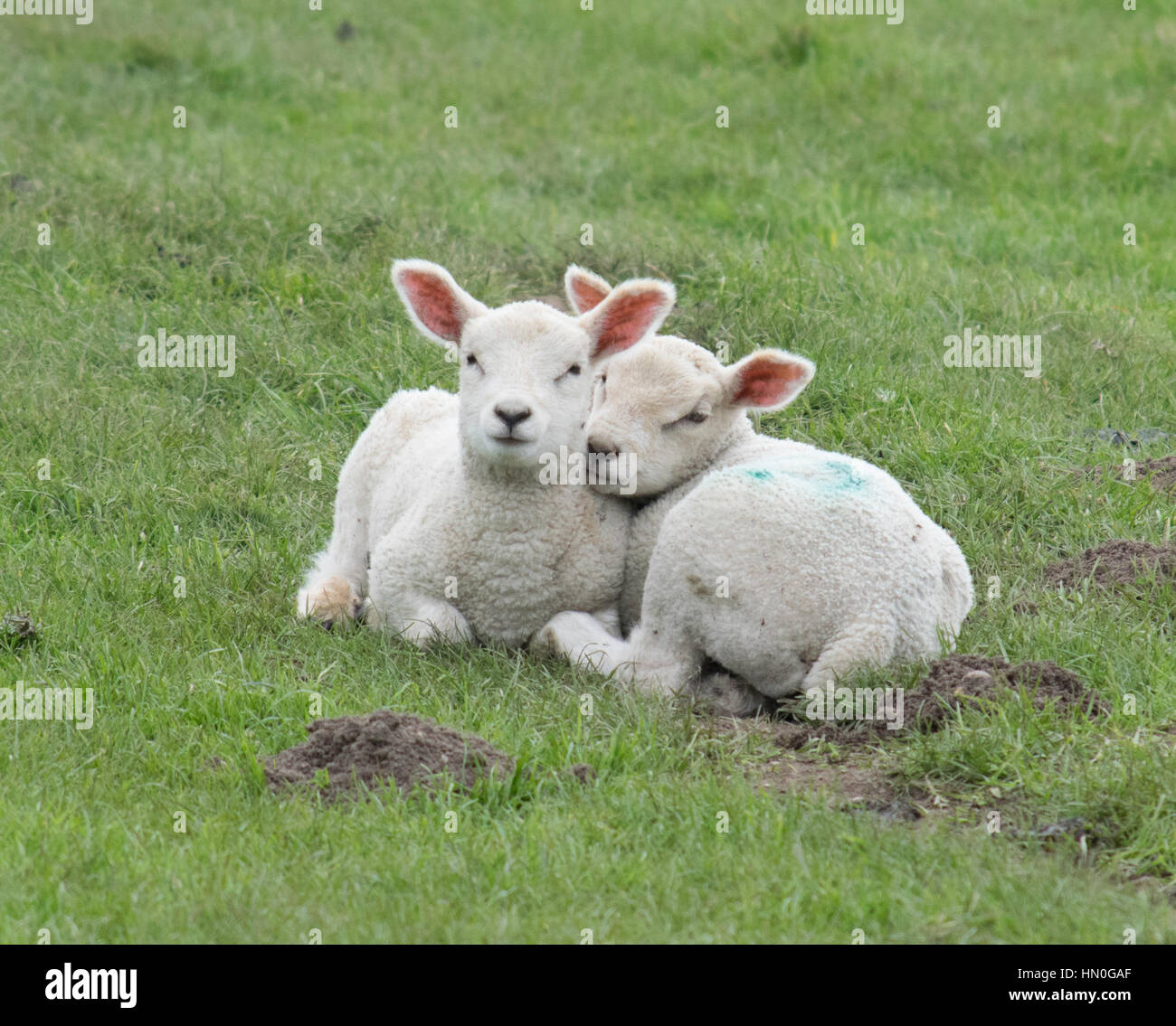 Two baby lambs Stock Photo - Alamy