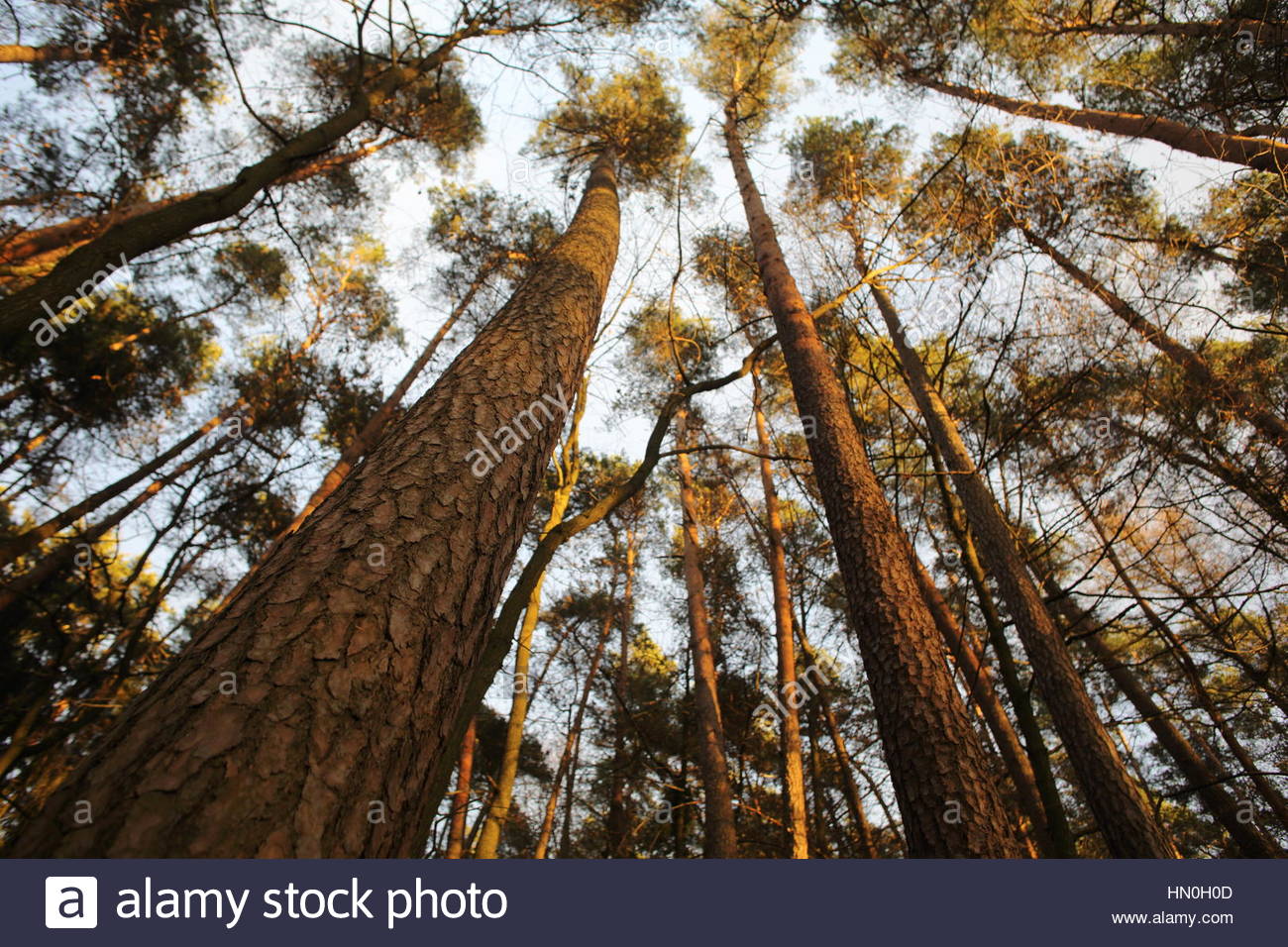 Sunlight shining on winter trees hi-res stock photography and images ...