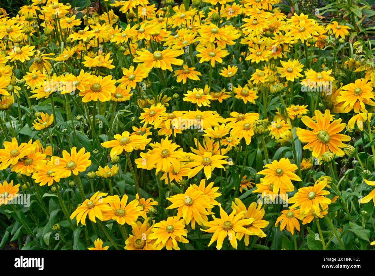 Rudbeckia hirta Prairie Sun Stock Photo - Alamy