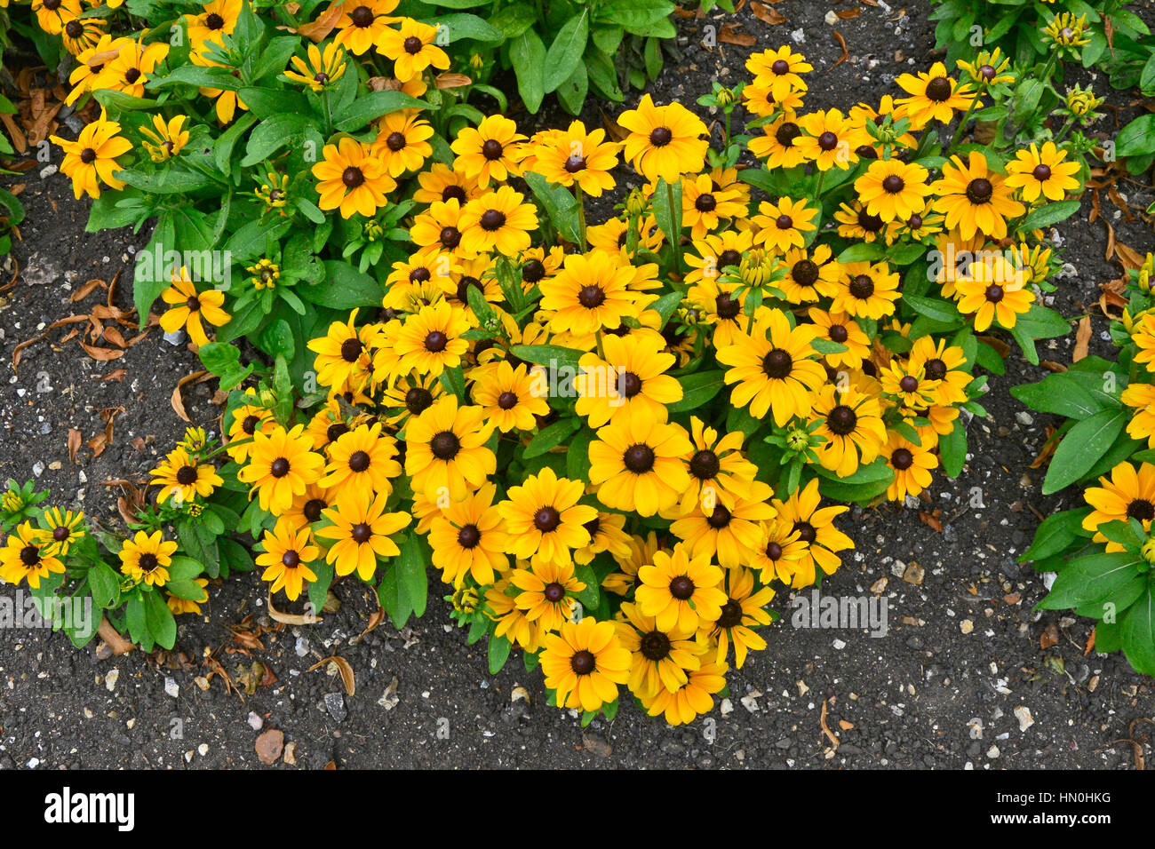 Black eyed susan prairie sun hi-res stock photography and images - Alamy