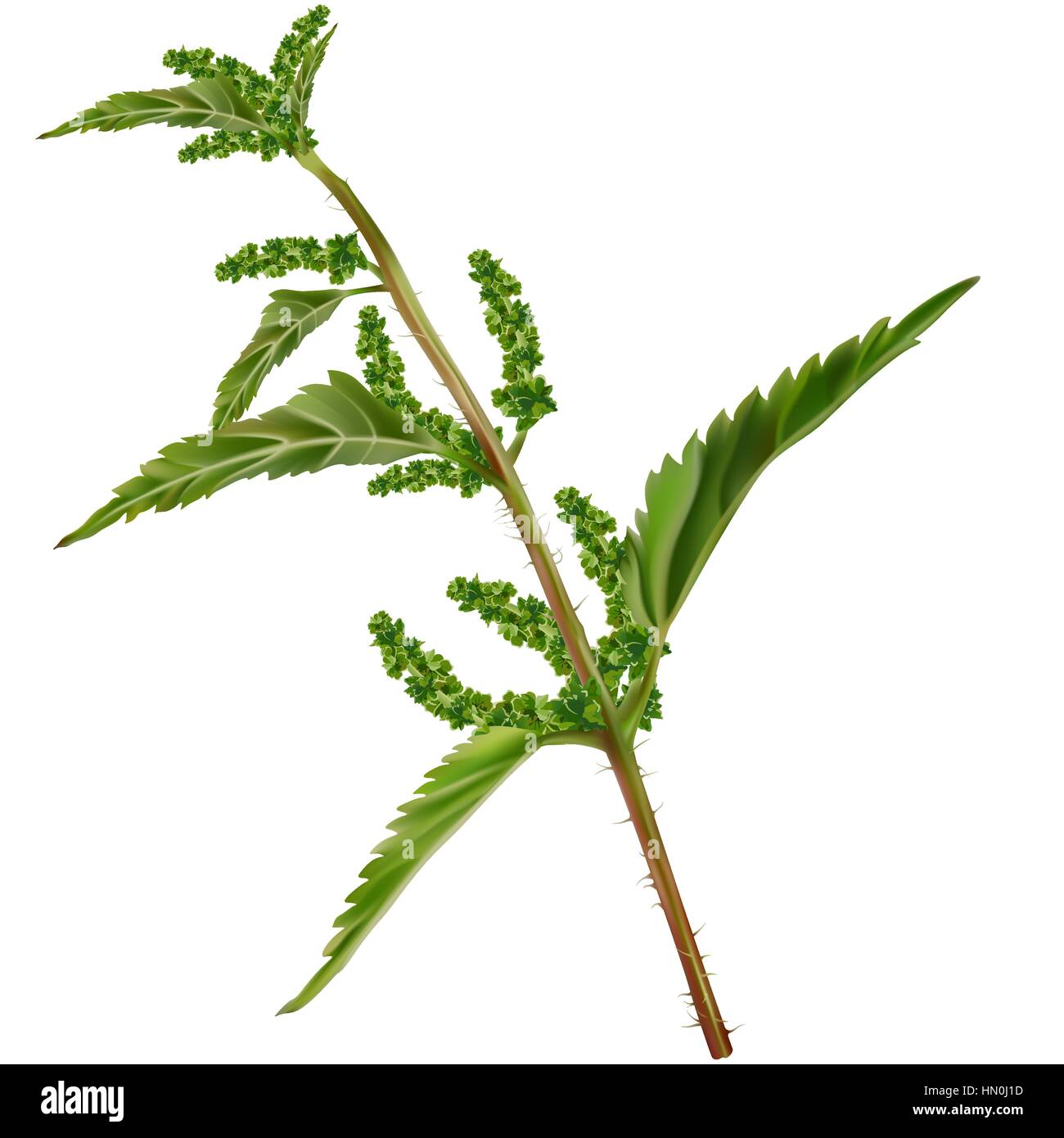 Stinging nettle illustration hi-res stock photography and images - Alamy