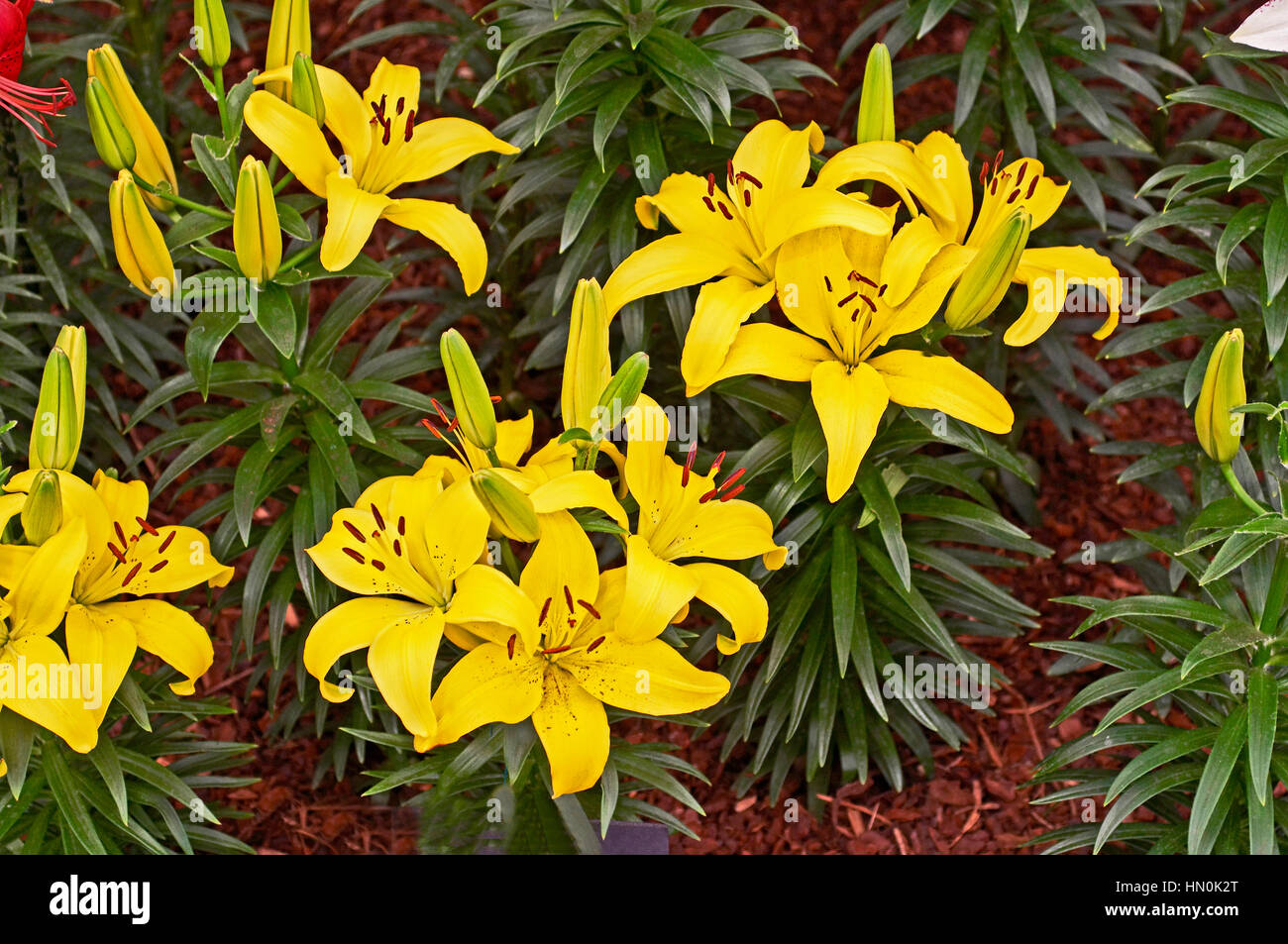 Flowering Lilium 'Yellow Joy' Stock Photo - Alamy