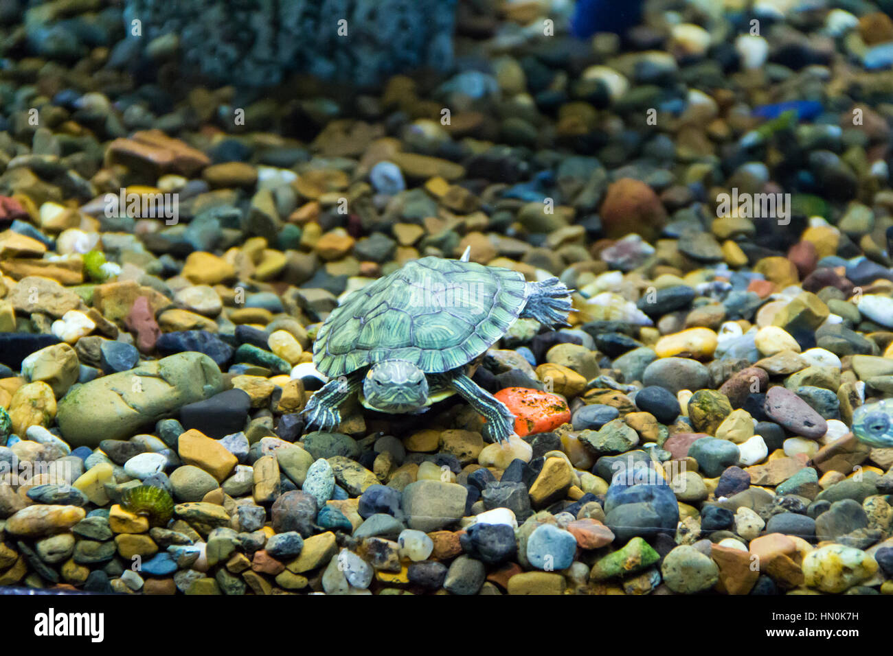Photo of a small green creeping terrapin Stock Photo - Alamy