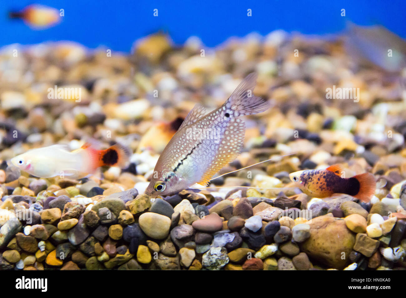 Photo of aquarium fish in blue water Stock Photo - Alamy