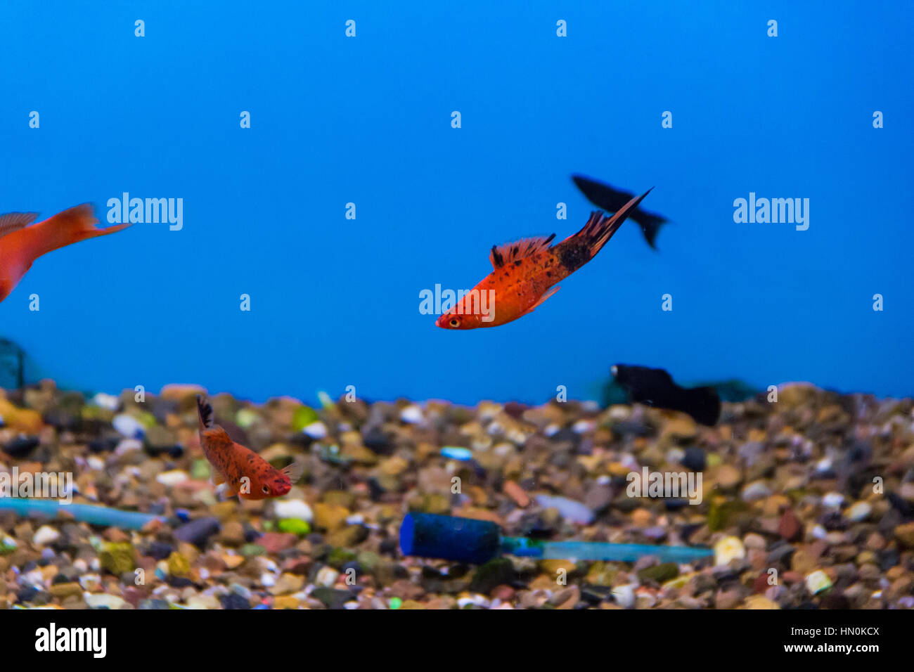 Photo of aquarium fish in blue water Stock Photo - Alamy