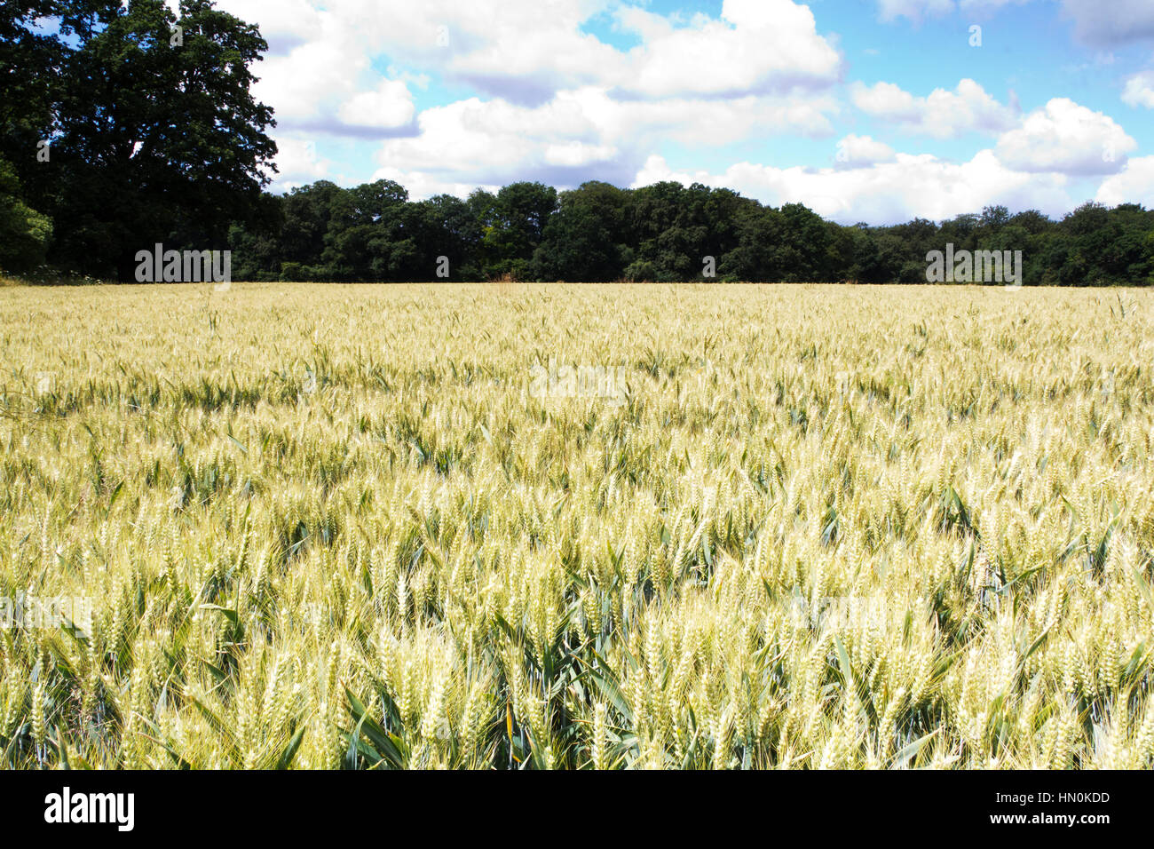 Wheat growing in a field in the Chilterns, England Stock Photo - Alamy