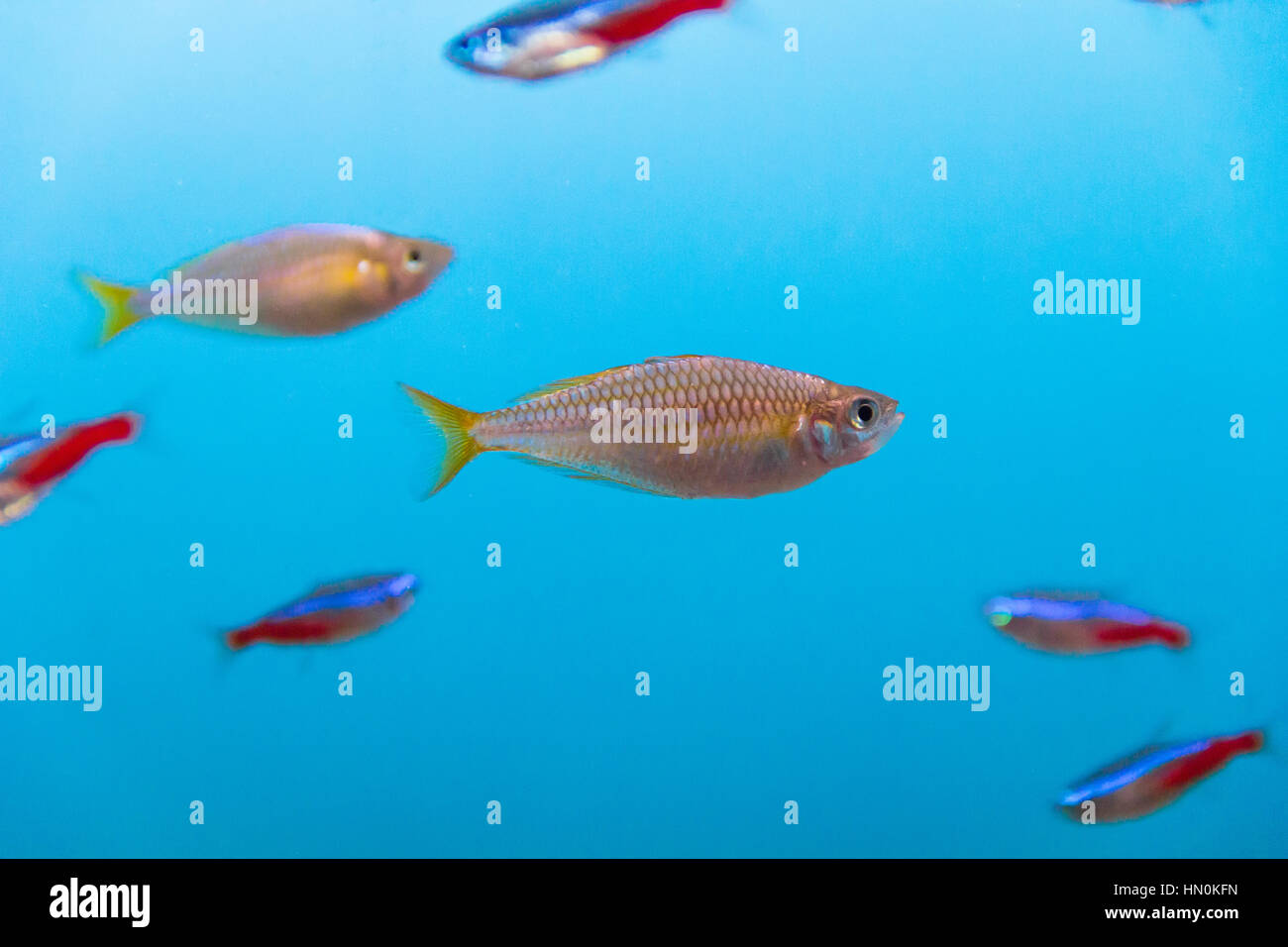 Photo of aquarium fish in blue water Stock Photo - Alamy