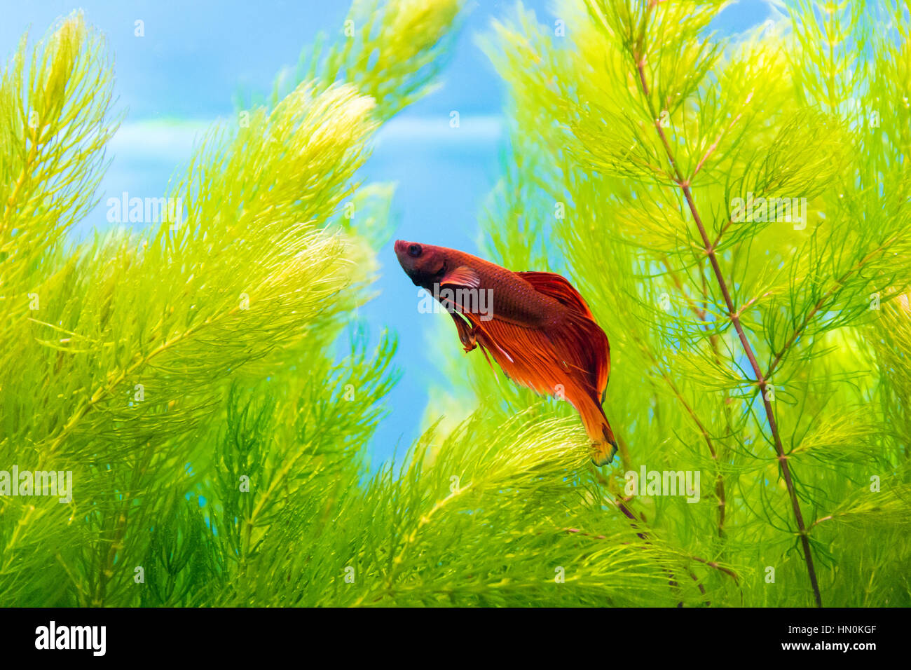 Photo of cockerel fish in blue water Stock Photo - Alamy