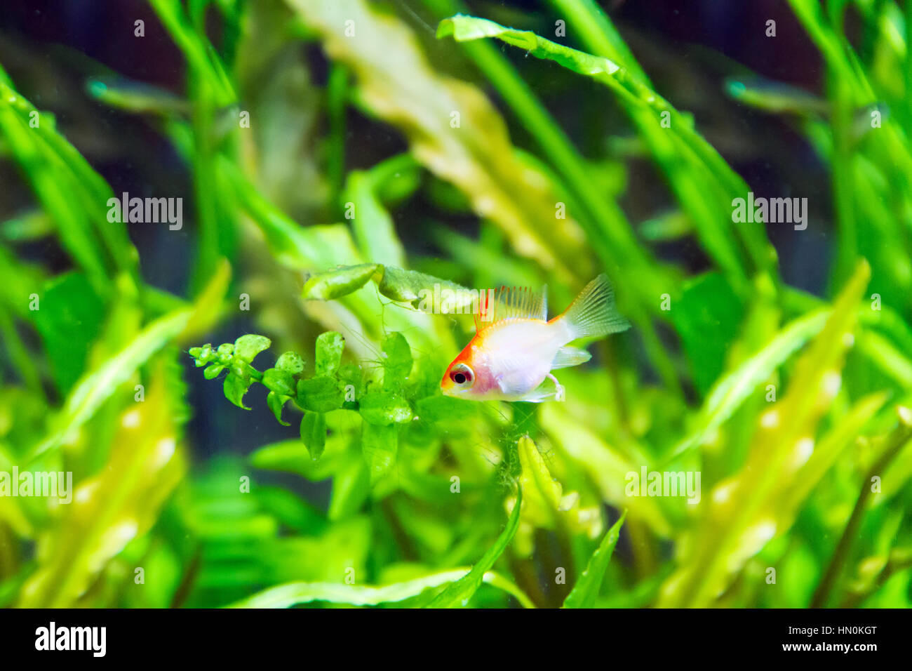 Photo of aquarium fish in blue water Stock Photo - Alamy