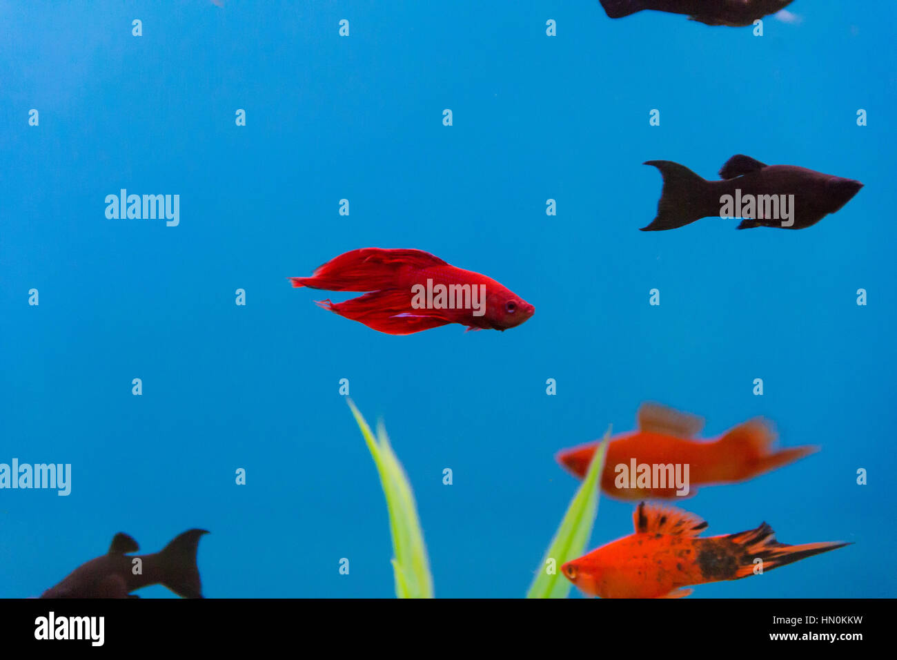 Photo of cockerel fish in blue water Stock Photo - Alamy