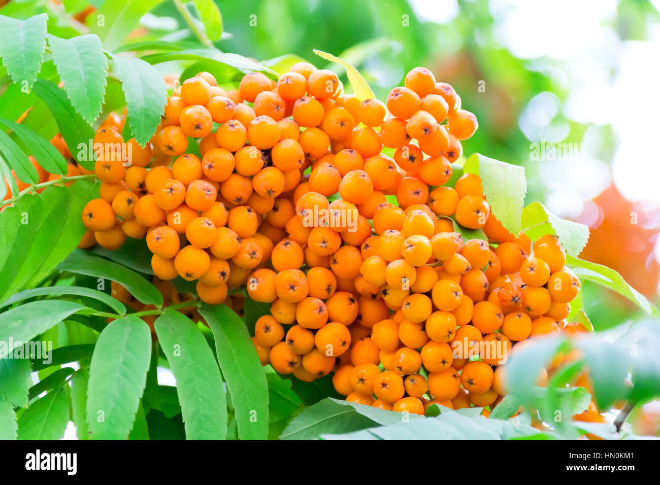 Photo of the yellow ripe rowanberry branch Stock Photo - Alamy