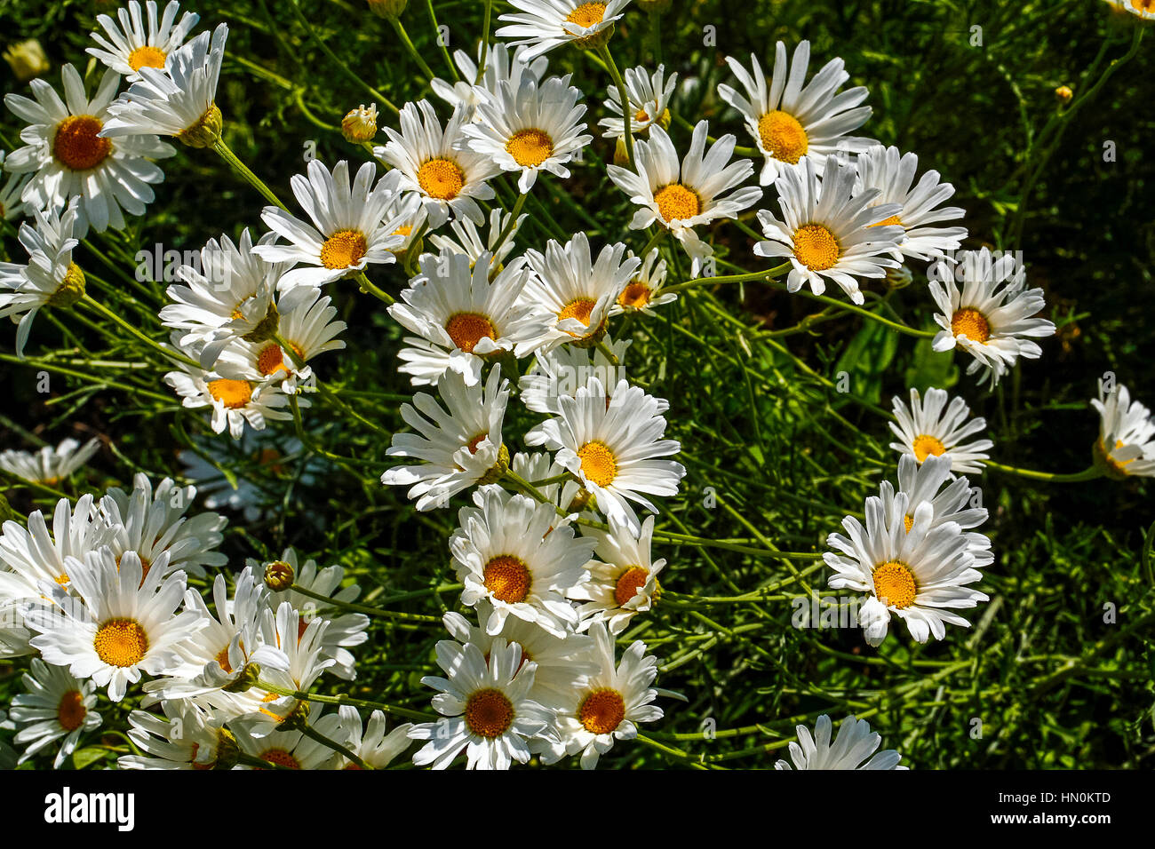 Pyrethrum hi-res stock photography and images - Alamy