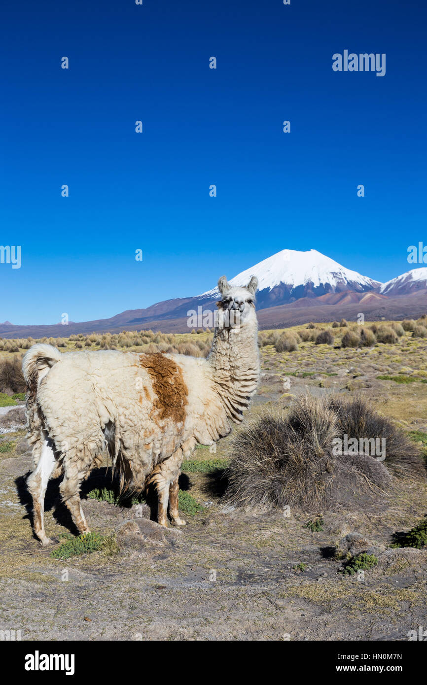 The Andean landscape with herd of llamas, with the Parinacota volcano ...