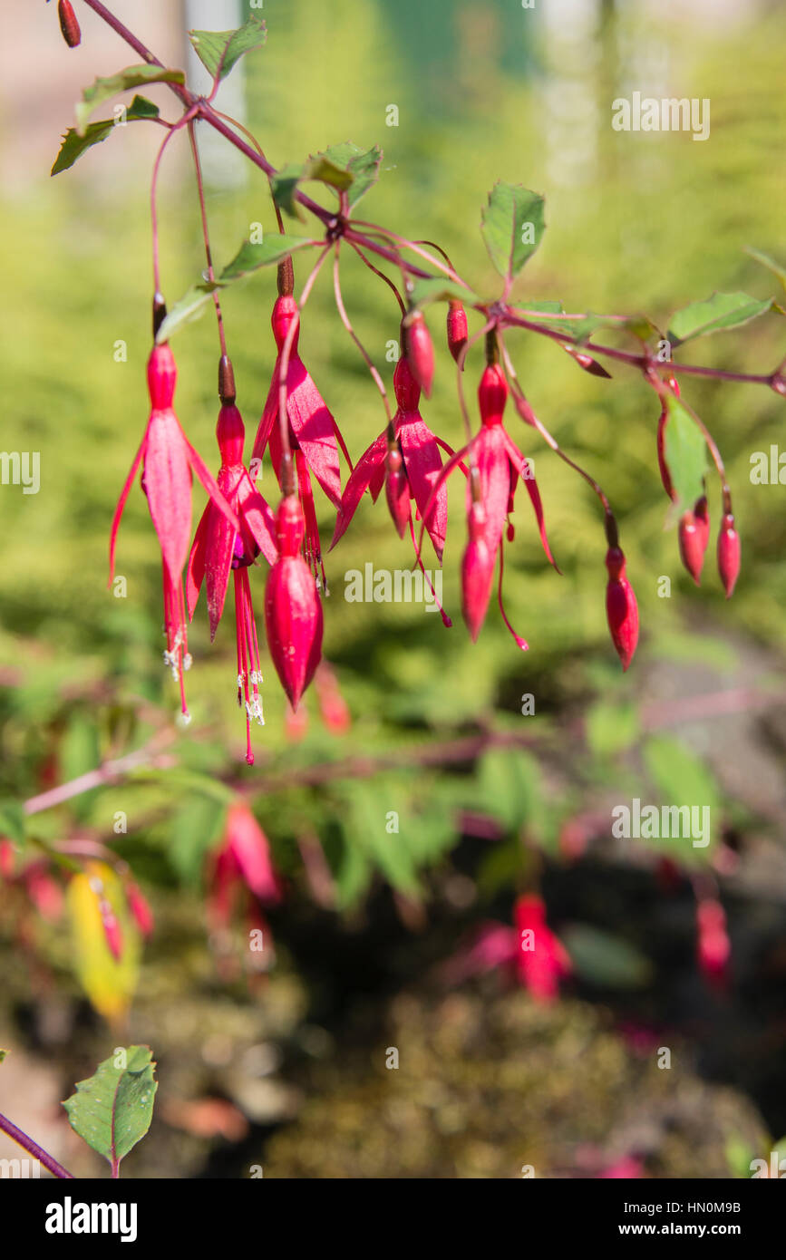 Fuschia High Resolution Stock Photography and Images - Alamy