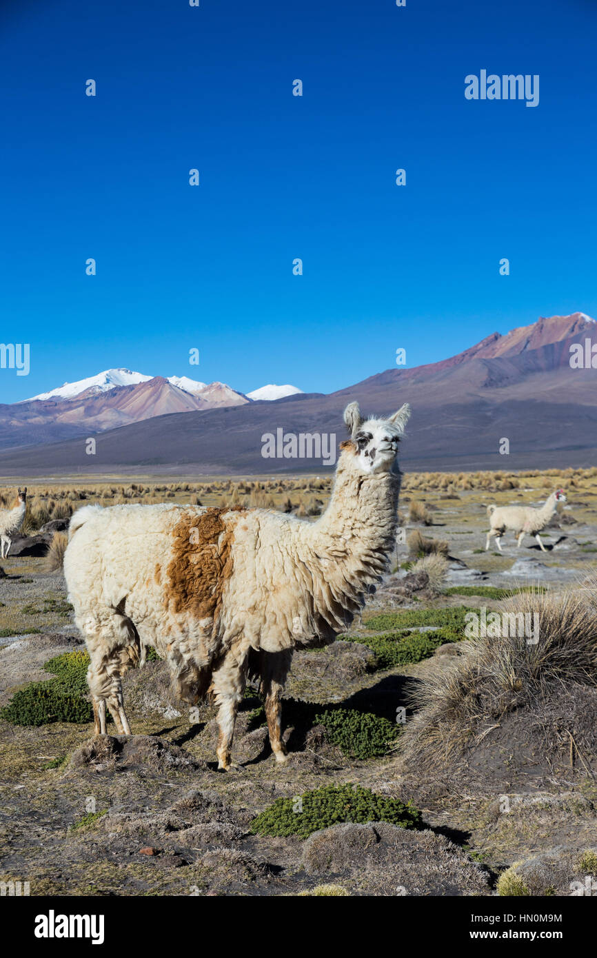 The Andean landscape with herd of llamas, with the Parinacota volcano ...