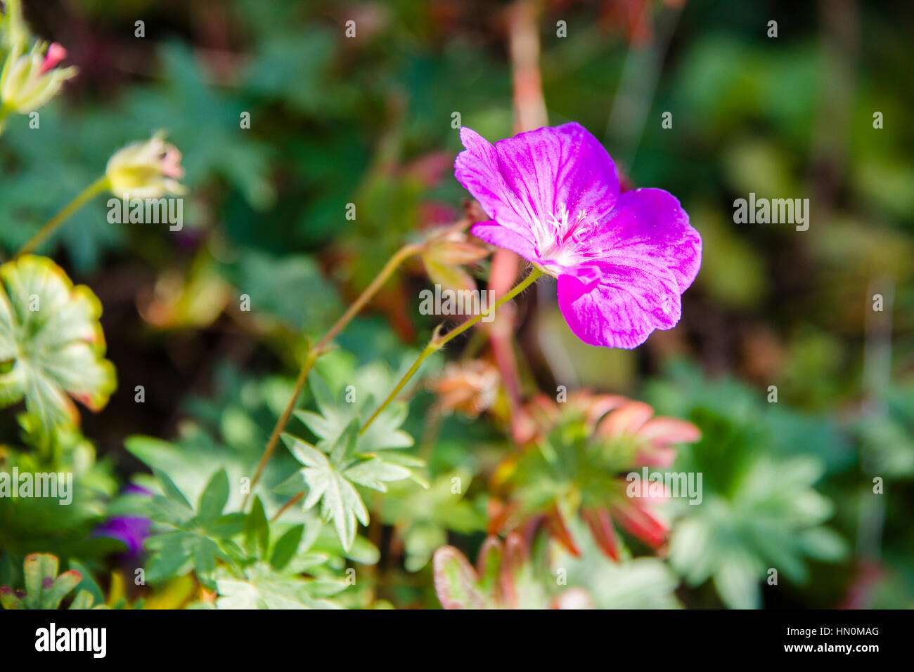 Pink flint hi-res stock photography and images - Alamy