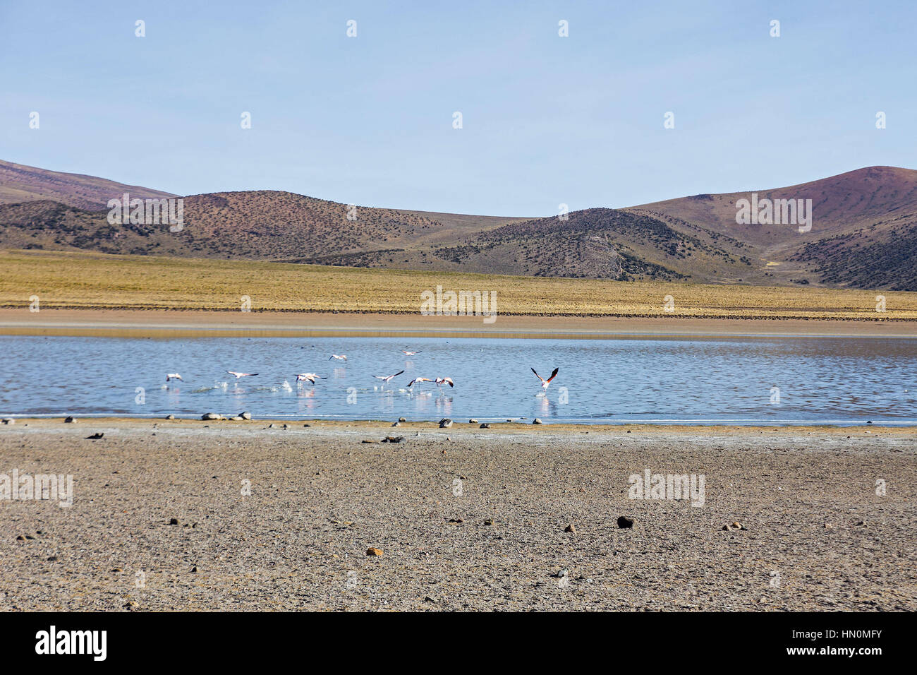 A group of Flamingos in the lagoon Huayñacota in the Natural Park of ...