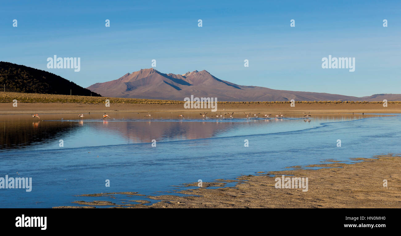 A group of Flamingos in the lagoon Huayñacota in the Natural Park of ...