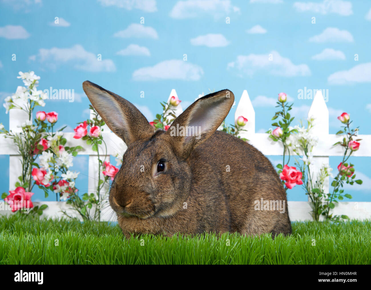 Large brown rabbit laying in tall green grass next to white picket ...