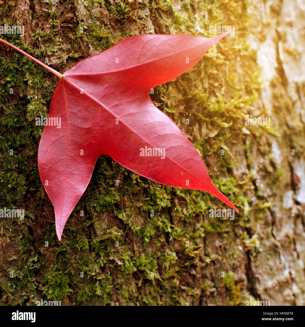 red maple leaf as an autumn symbol with nature background Stock Photo ...