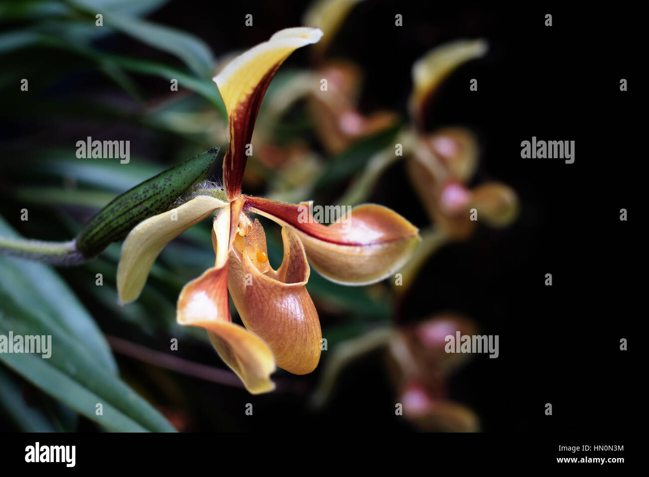paphiopedilum villosum, lady slipper orchid paphiopedilum flower Stock ...
