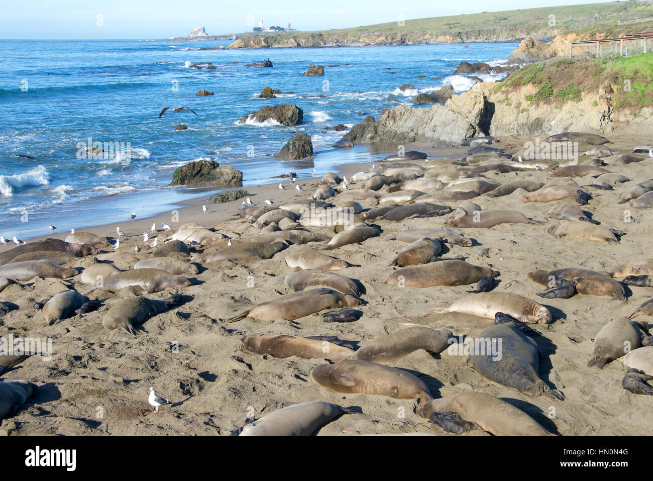Rookery of seals hi-res stock photography and images - Alamy