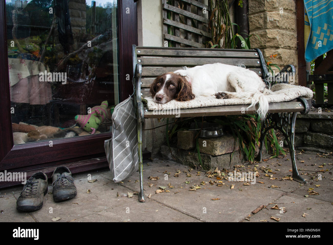 A springer spaniel resting on a bench Stock Photo - Alamy