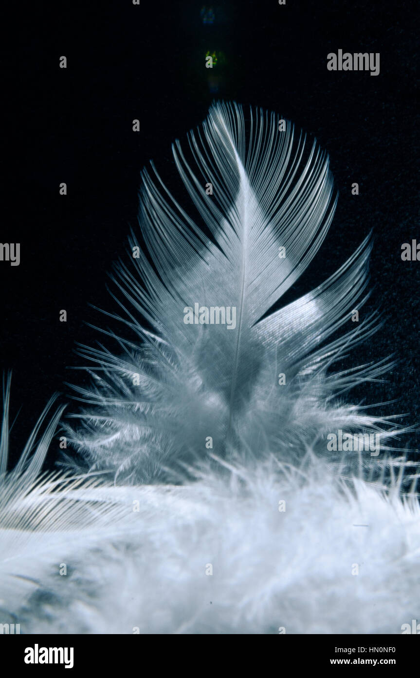 Feather and Light painting Stock Photo - Alamy