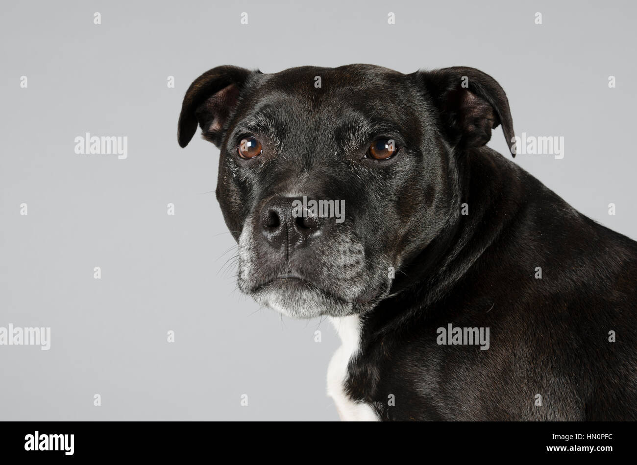 Mature staffy hi-res stock photography and images - Alamy