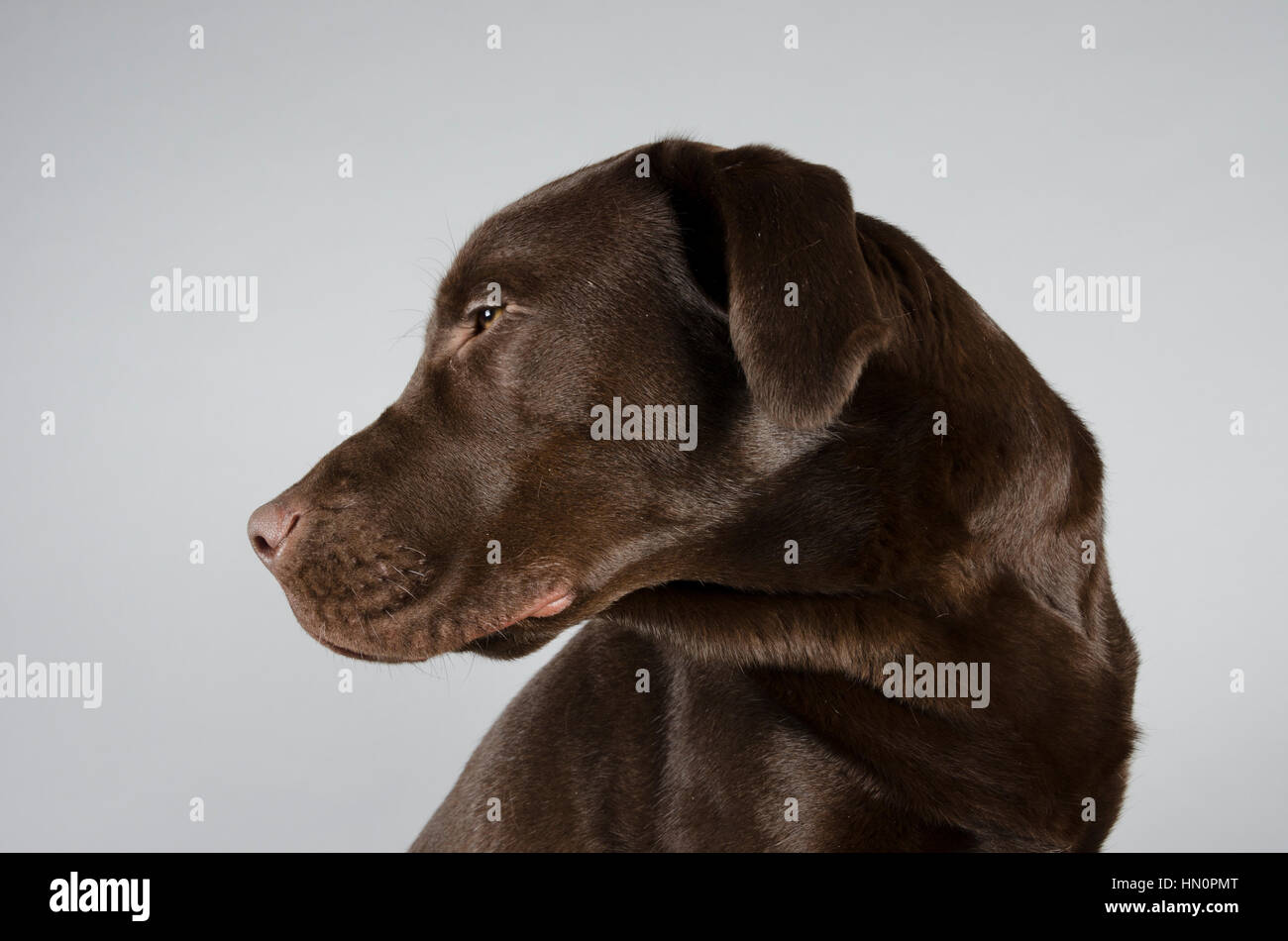Calm labrador resting hi-res stock photography and images - Alamy